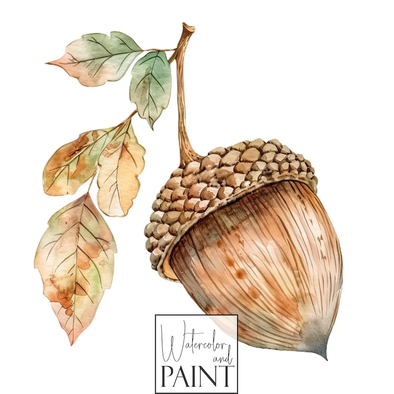 Acorn Clipart, Watercolor Elements, Fall Autumn Graphics, 8 Jpgs ...