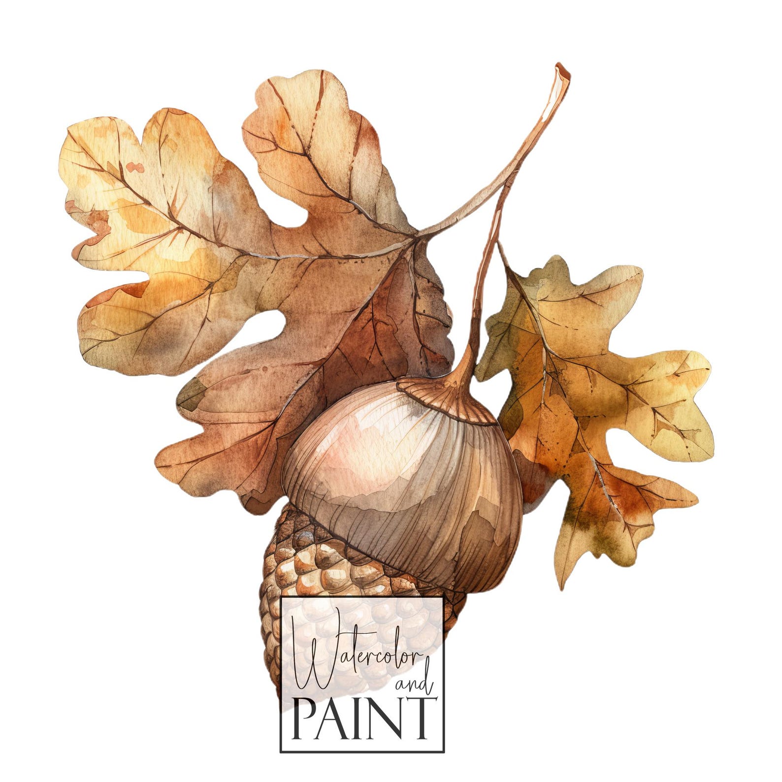 Acorn Clipart, Watercolor Elements, Fall Autumn Graphics, 8 Jpgs ...