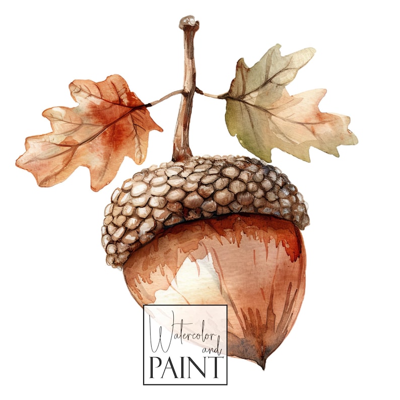 Acorn Clipart, Watercolor Elements, Fall Autumn Graphics, 8 Jpgs ...