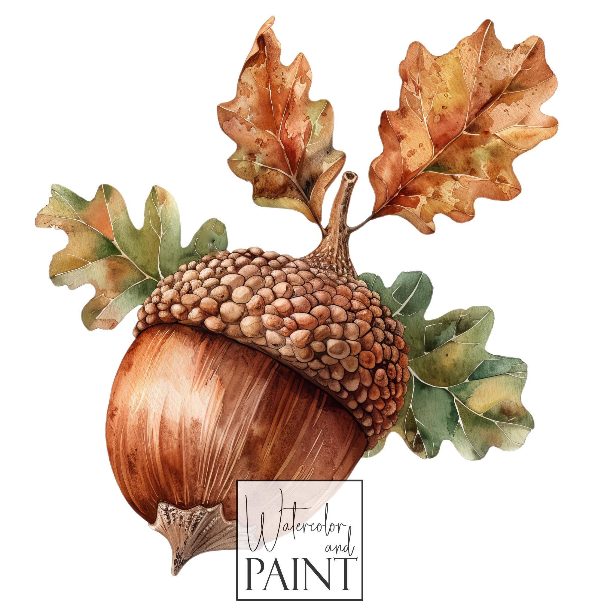 Acorn Clipart, Watercolor Elements, Fall Autumn Graphics, 8 Jpgs ...
