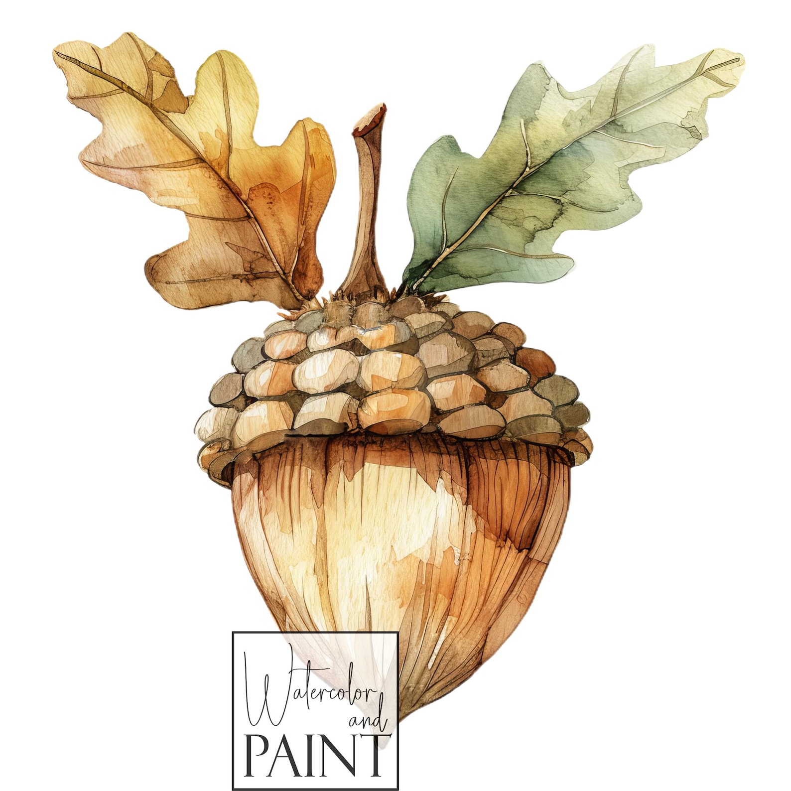Acorn Clipart, Watercolor Elements, Fall Autumn Graphics, 8 Jpgs ...