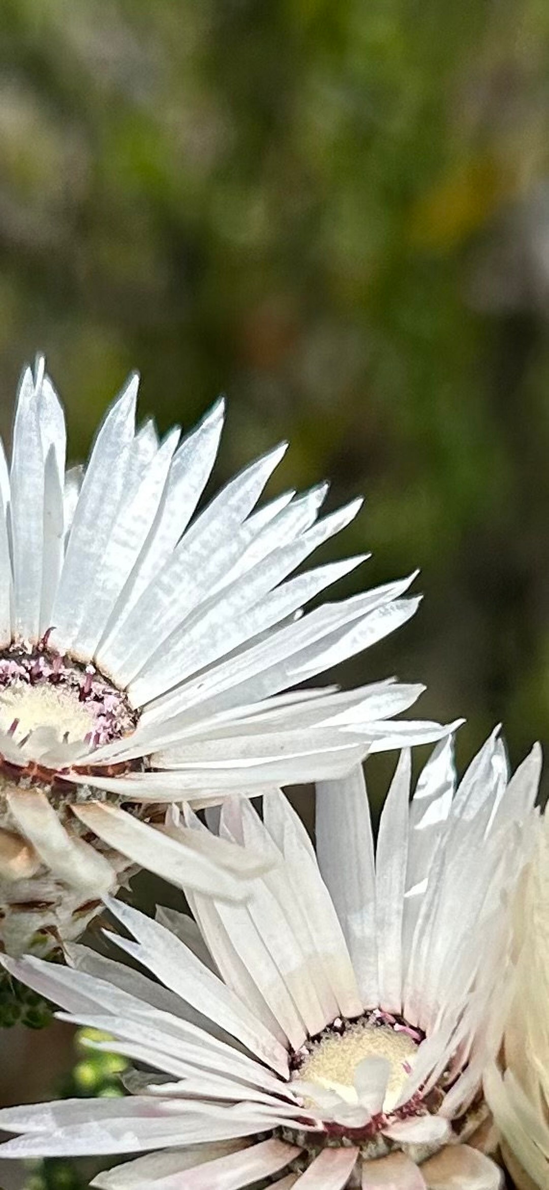 Fynbos Photo, South African Print, Artistic Photo, Succulent Photo - Etsy