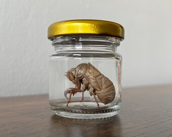 Silver Cicada Skins Shells Exoskeleton Cicada Skins Lot of 10 ...