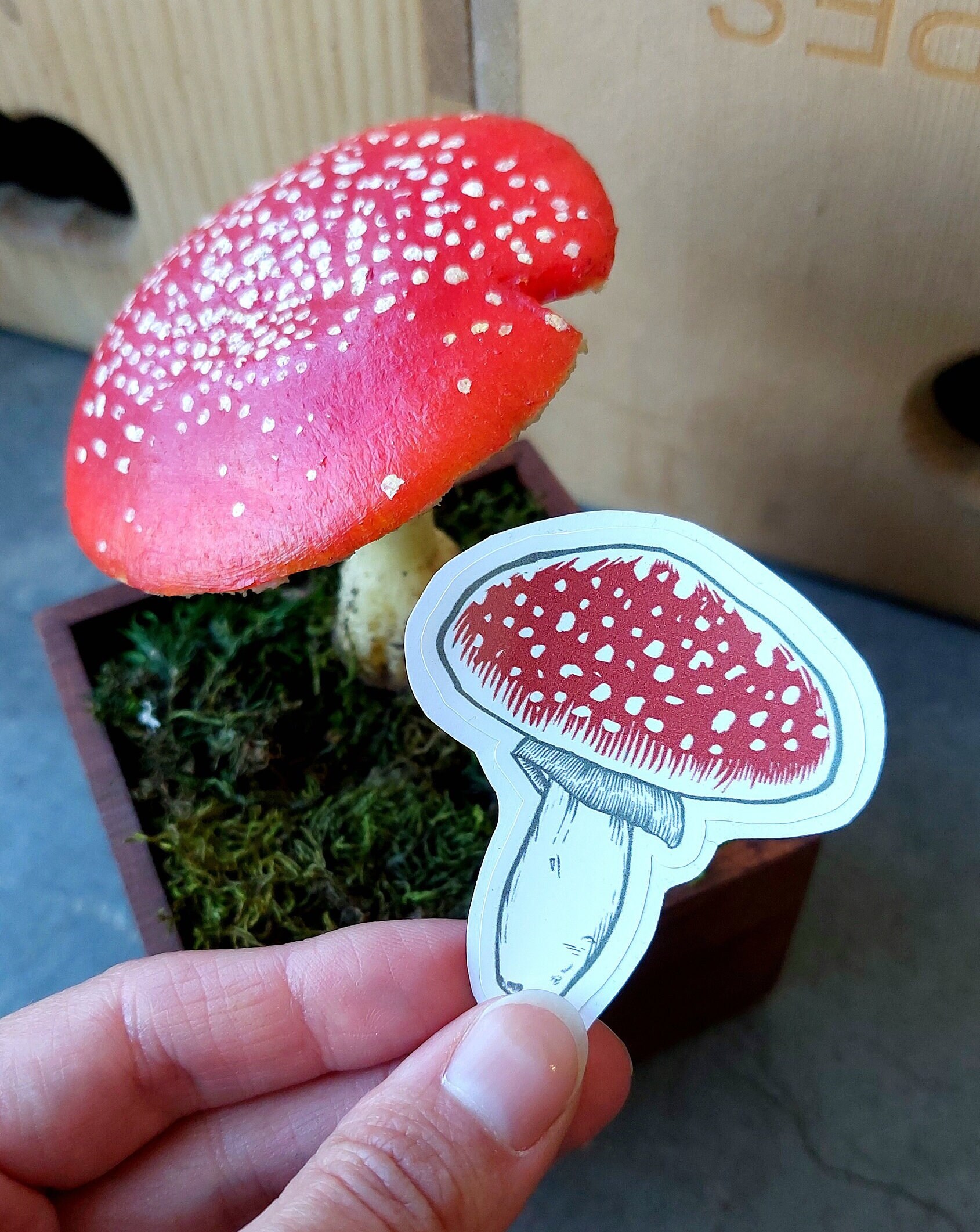 Illustrated Mushroom Sticker Pack - Etsy