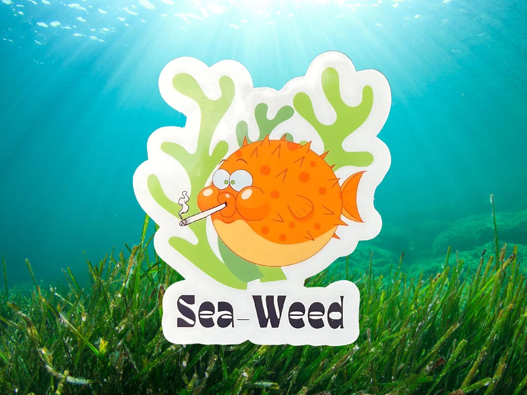 Seaweed Sticker Funny Ocean-themed Dad Joke Sticker for Laptop, Water ...