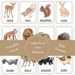 Toddler/pre-k Woodland Animal Flashcards - Etsy