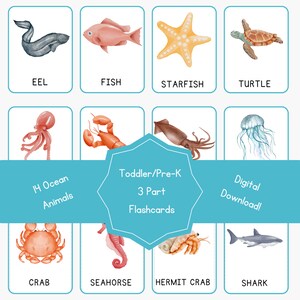 Toddler/pre-k Ocean Animals Flashcards - Etsy