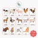 Toddler/pre-k Farm Animals Flashcards - Etsy