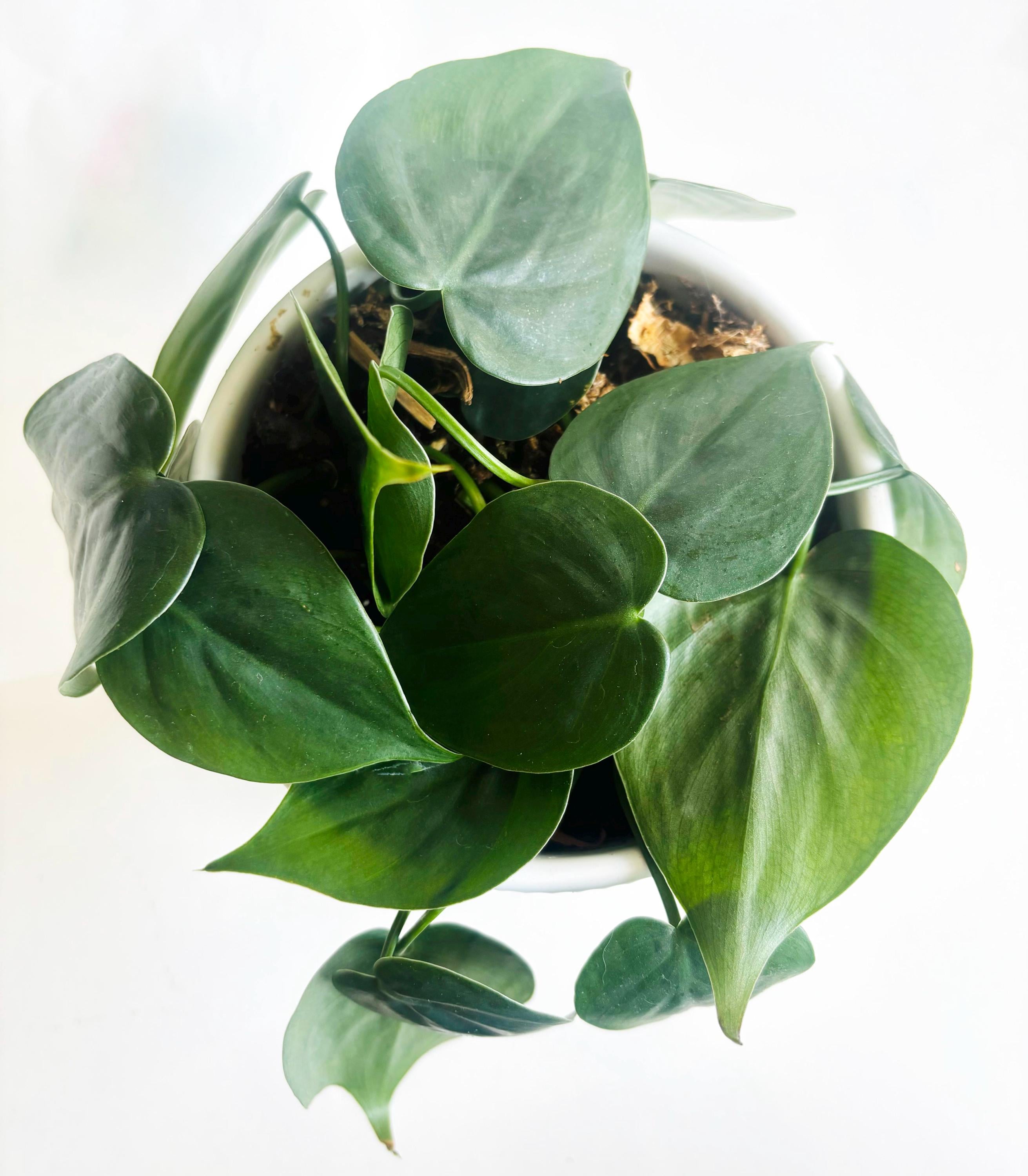 Heartleaf Philodendron - Etsy
