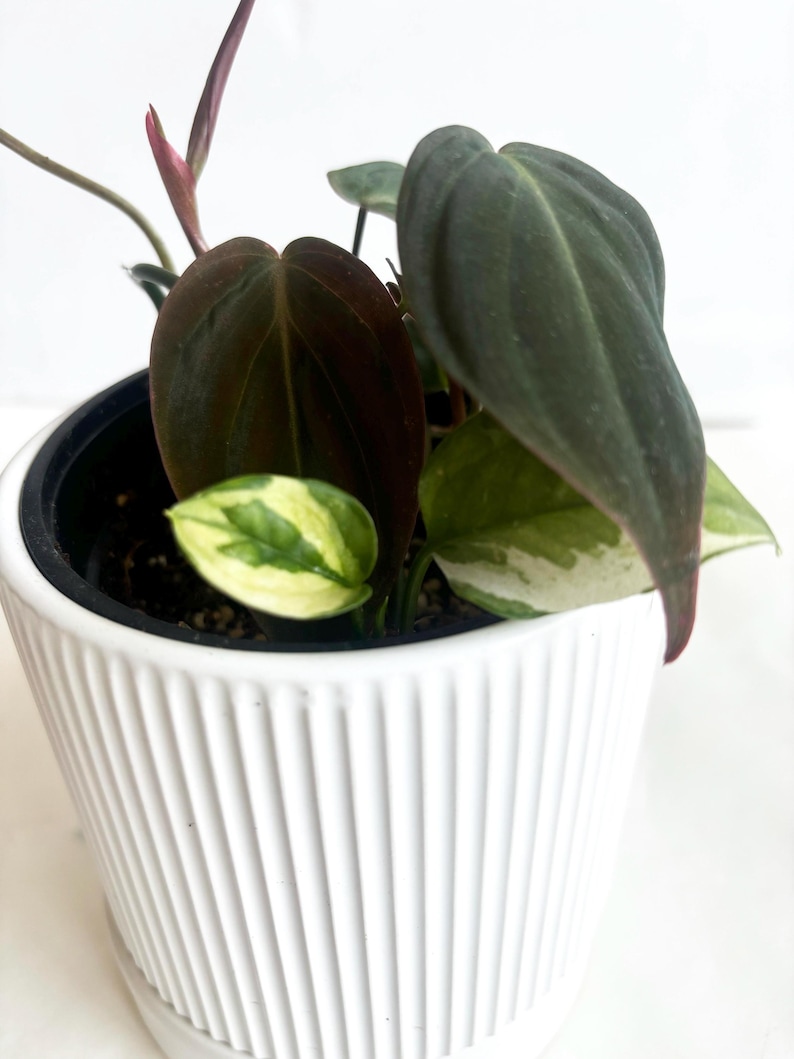 Phildendron Micans and N'joy Pothos W Pot - Etsy