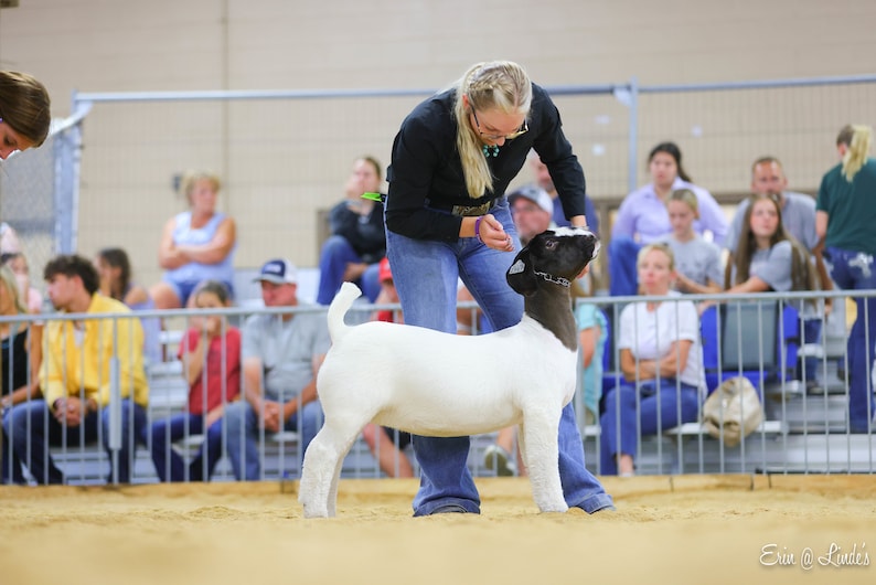 Show Goat Digital Graphic - Etsy