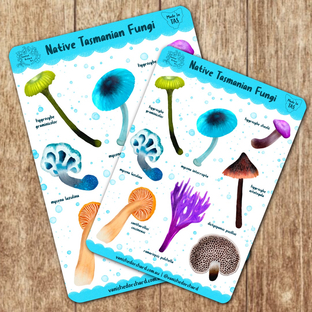Tasmanian Native Mushrooms and Fungi Sticker Sheet - Etsy