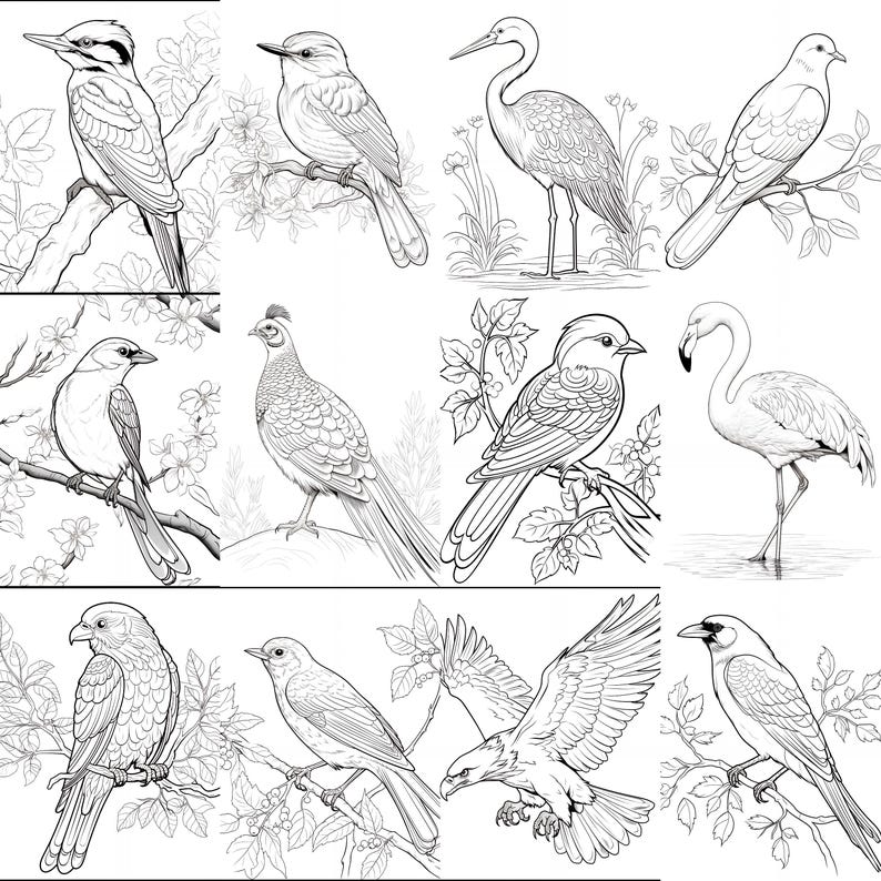 Páginas para colorear imprimibles de aves de América. Páginas para ...
