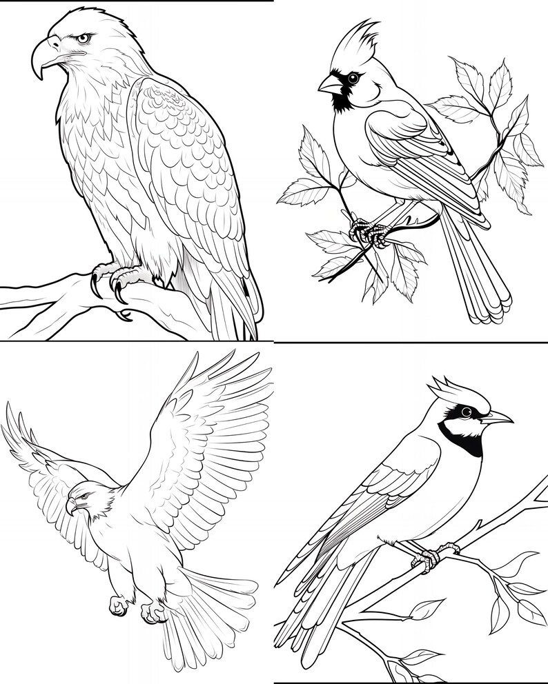Páginas para colorear imprimibles de aves de América. Páginas para ...