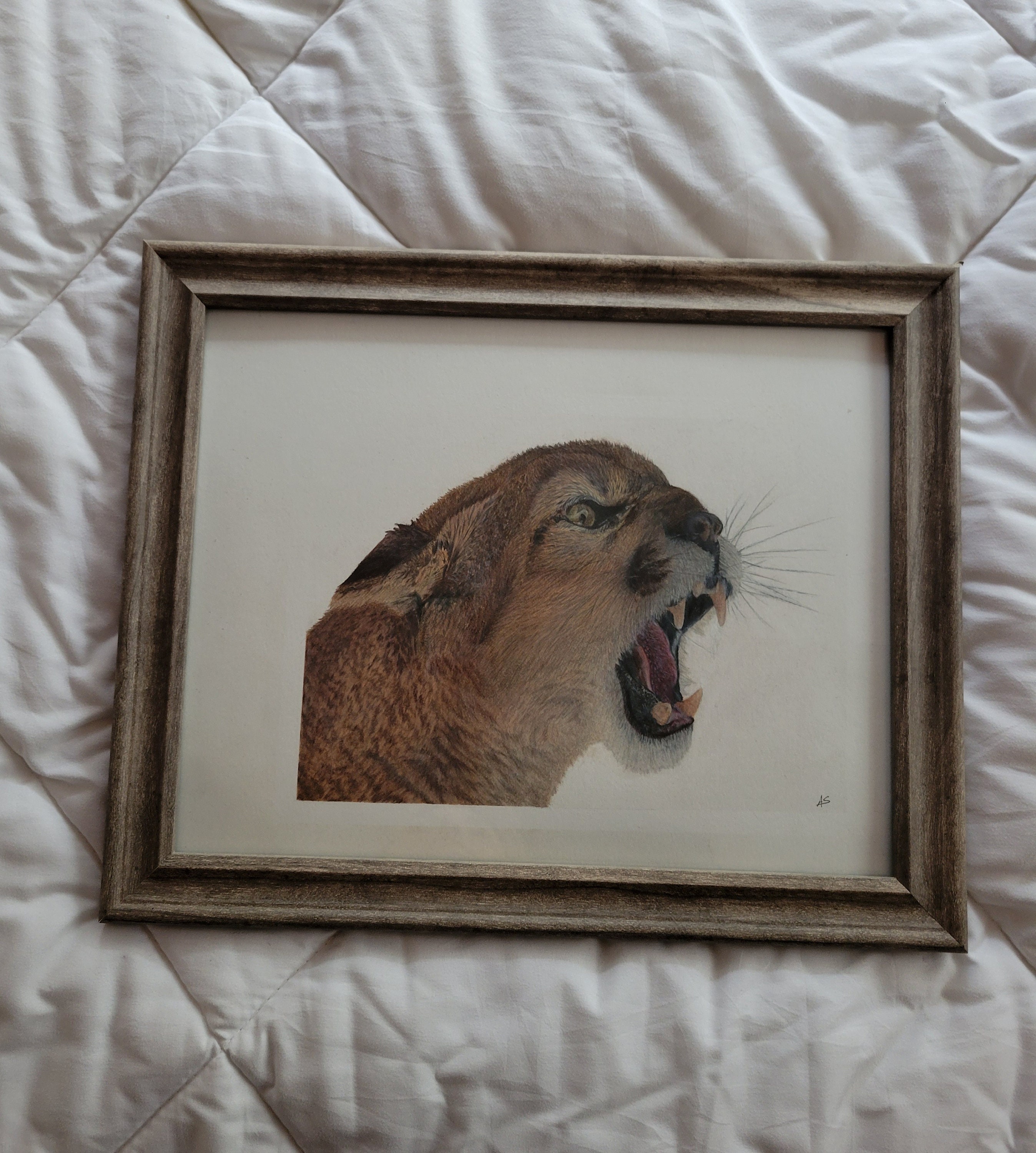 Original Realistic Cougar Drawing - Etsy