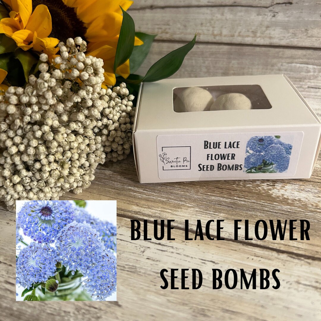 Blue Lace Flower Seed Bombs Clay Seed Ball Just Toss Them Out Spring ...