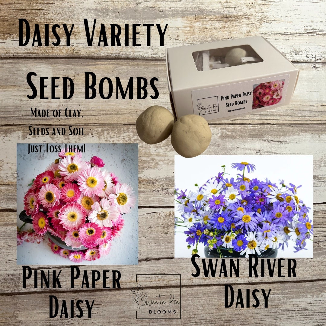 Mixed Daisy Seed Bombs Clay Seed Ball Just Toss Them Out Pink Shades ...