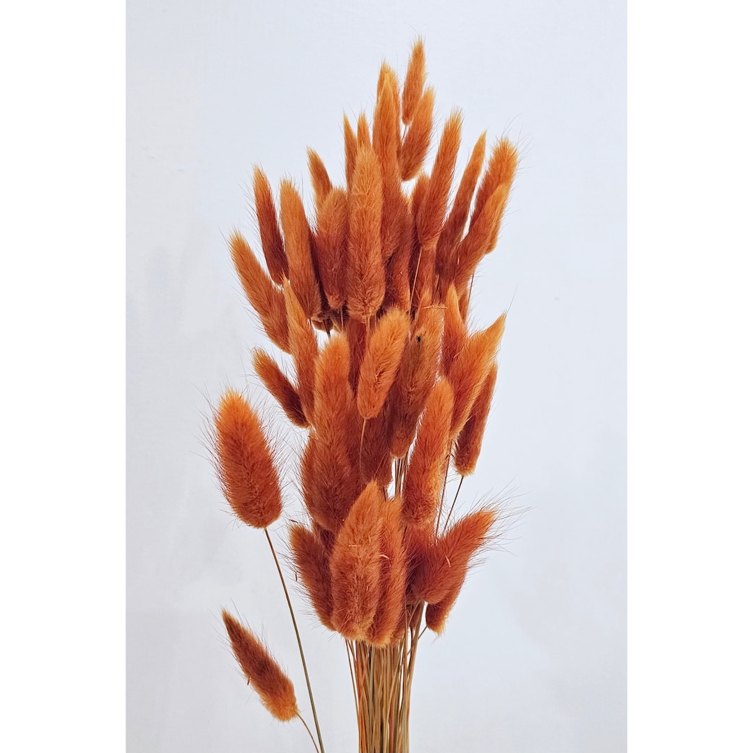 50-60 Stems Rabbit Tails Bunny Tails Minimalist Everlasting Dried ...