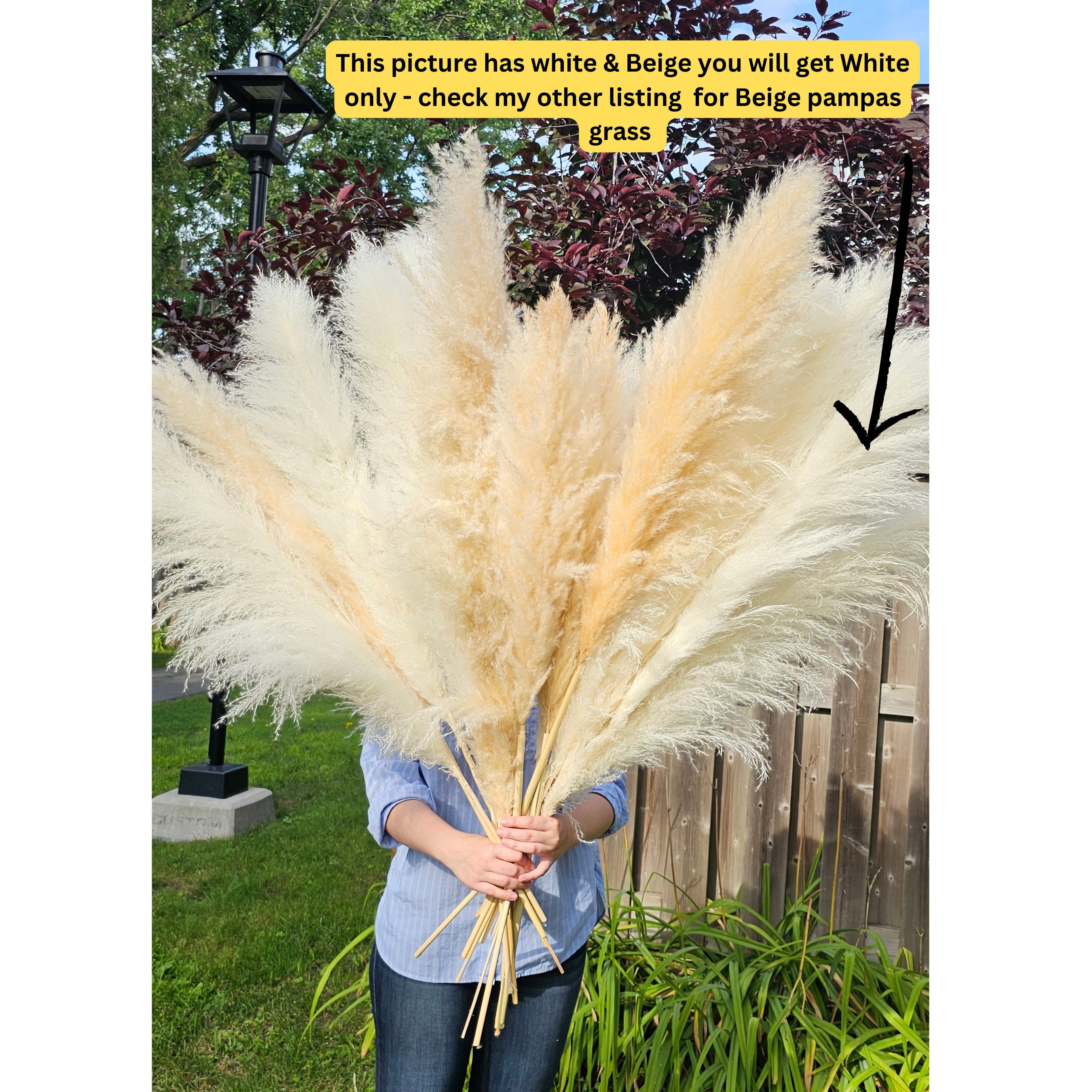 47'' Fluffy Extra Large Pampas Grass Stems, Dried Pampas, White Pampas ...