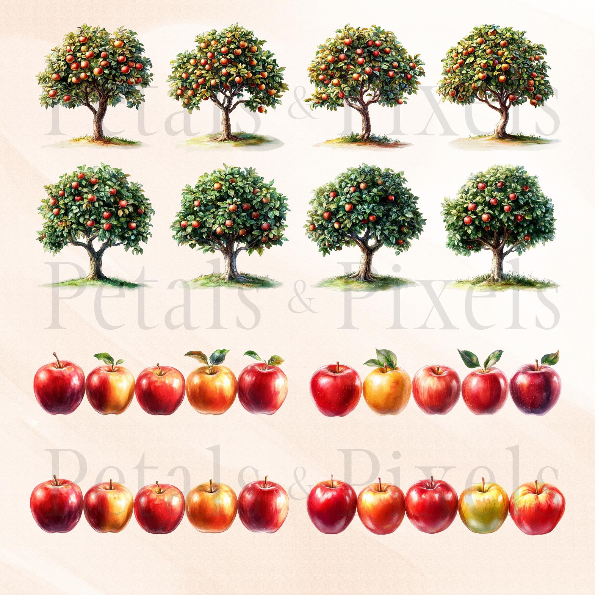 Apple Orchard Clipart Watercolor Fall Apple Harvest Themed Graphics Red ...