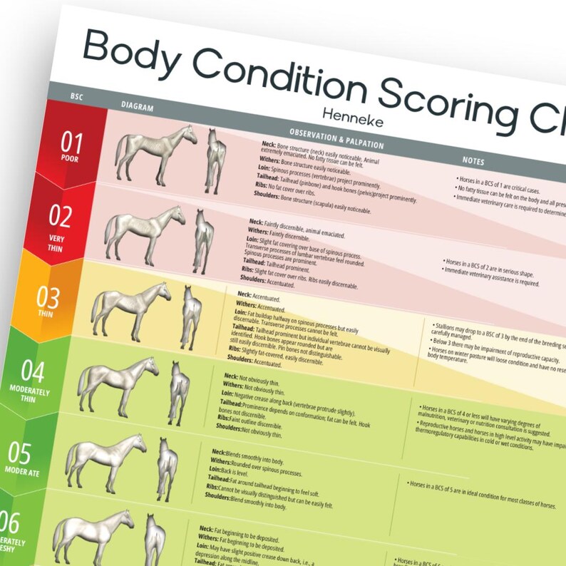 Equine Body Score Chart - Heneke - Etsy