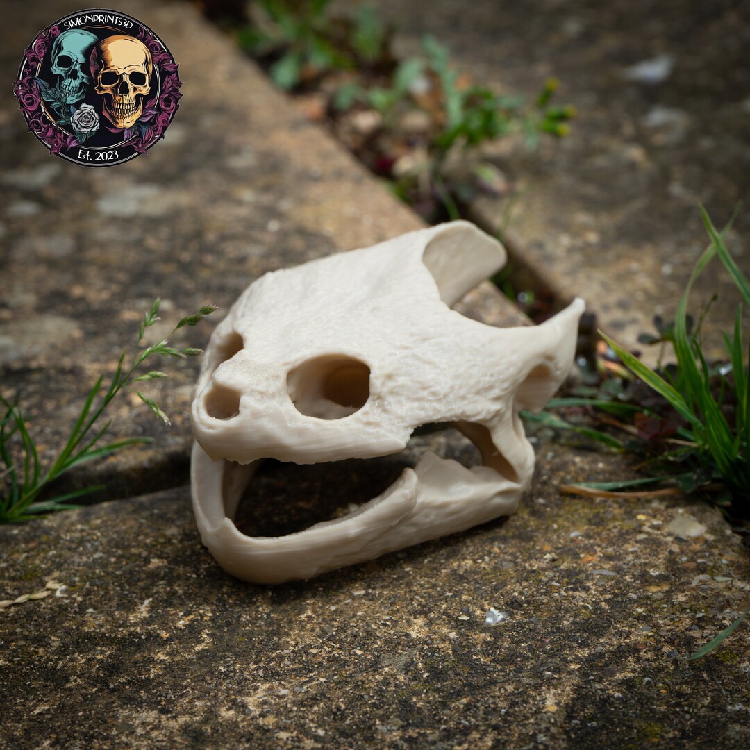 Snapping Turtle Skull Life Size - 3D Printed Animal Replicas, Ideal ...