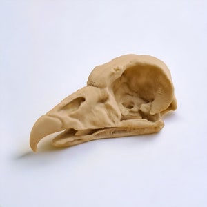 King Vulture Skull Life Size - 3D Printed Animal Replicas, Ideal Shelf ...