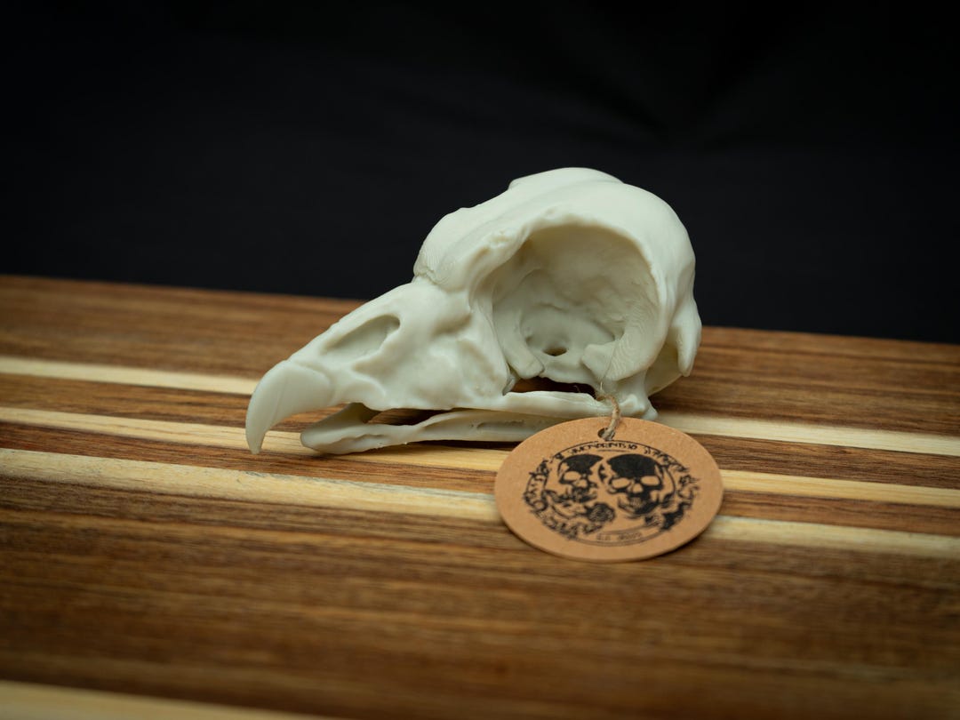 King Vulture Skull Replica – Life Size 3D Printed Bone White | Gothic ...