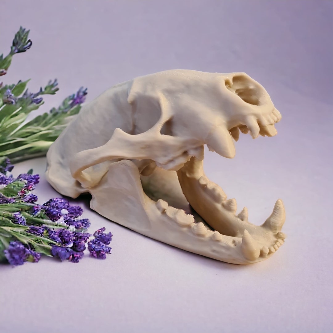 Badger Skull 3D Printed Animal Skull Replicas, Shelf Decoration, Gift ...