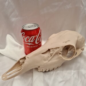 Deer Skull Life Size - 3D Printed Animal Replicas, Ideal Shelf ...