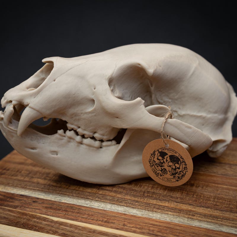 Bear Skull - Etsy