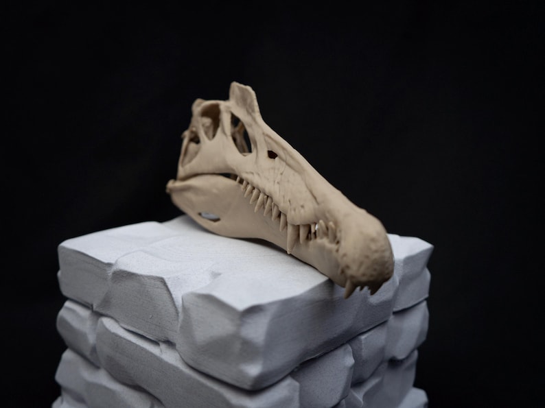 Spinosaurus Dinosaur Skull Replica – Scaled 3D Printed Prehistoric ...