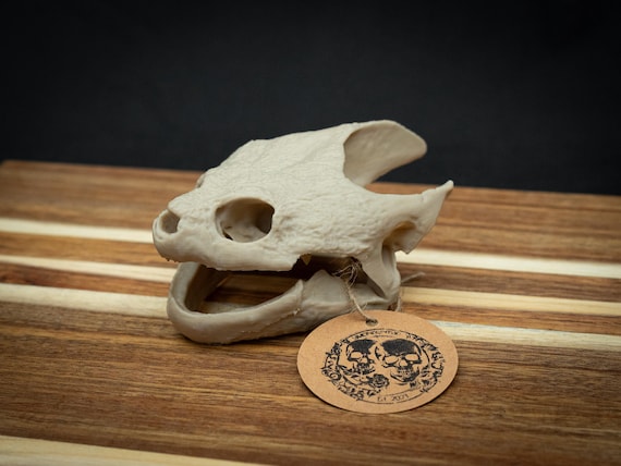 Sea Turtle Skull Replica