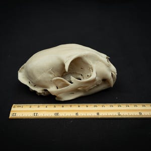 Bobcat Skull Replica – Life Size 3D Printed Bone White | Gothic Décor ...