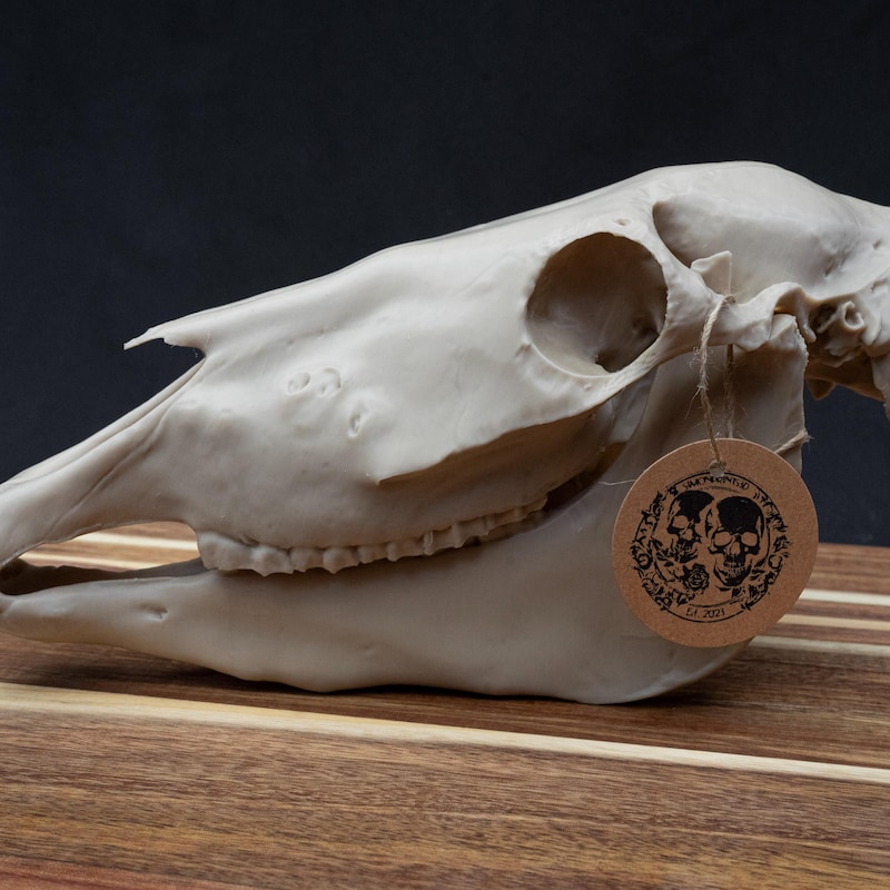 Faux or Real Skulls - Etsy UK
