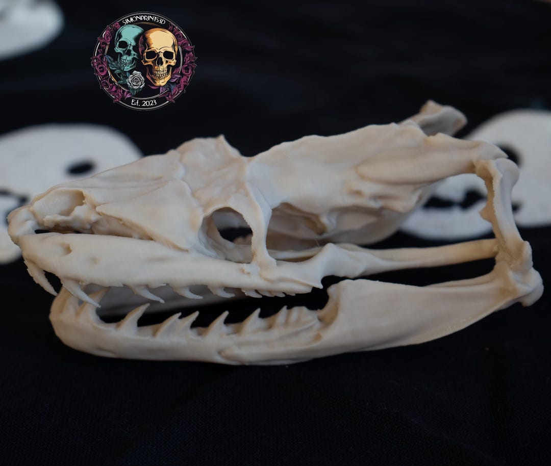 Python Skull Life Size - 3D Printed Animal Replicas, Ideal Shelf ...