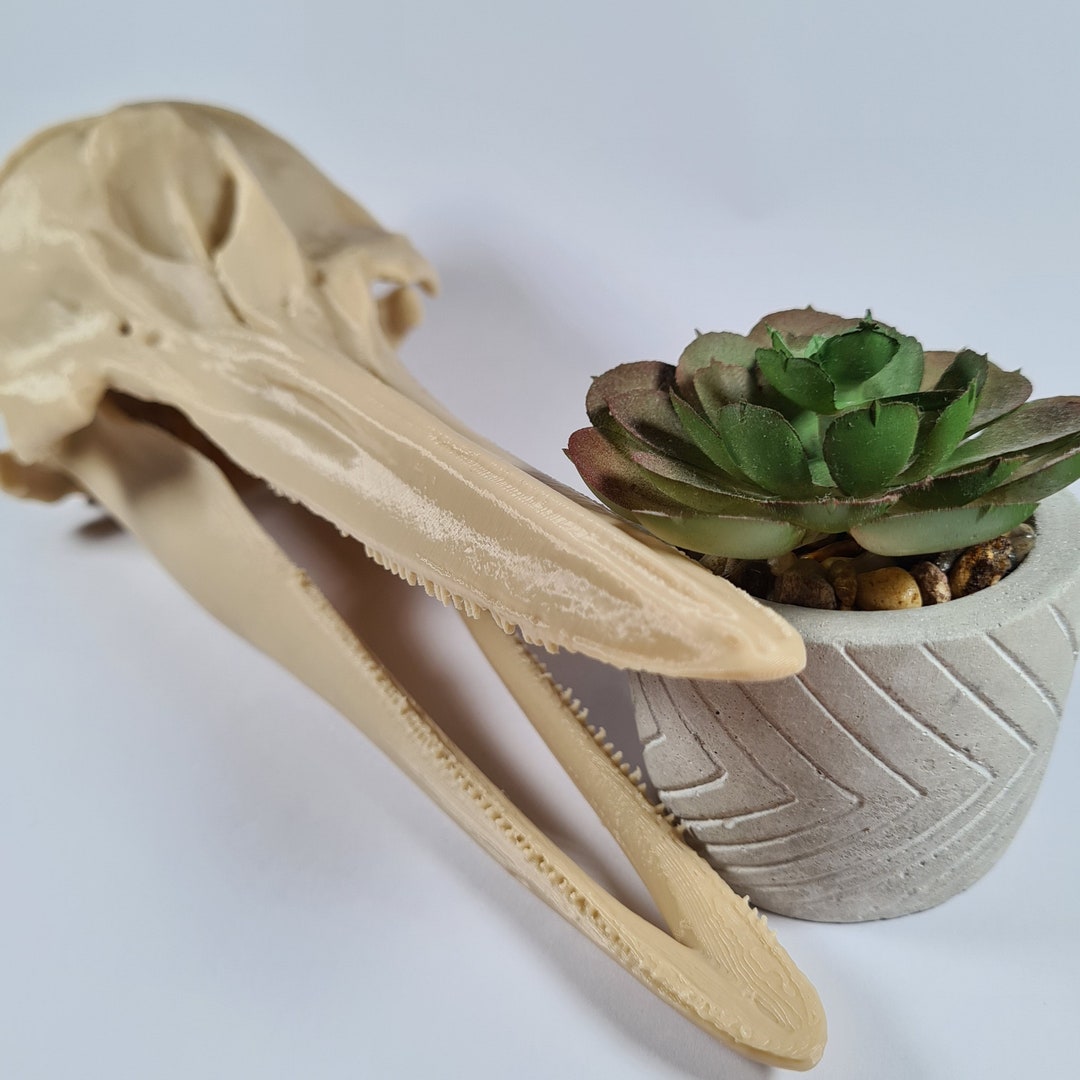 Dolphin Skull Replica – Scaled 3D Printed Bone White | Gothic Décor - Etsy