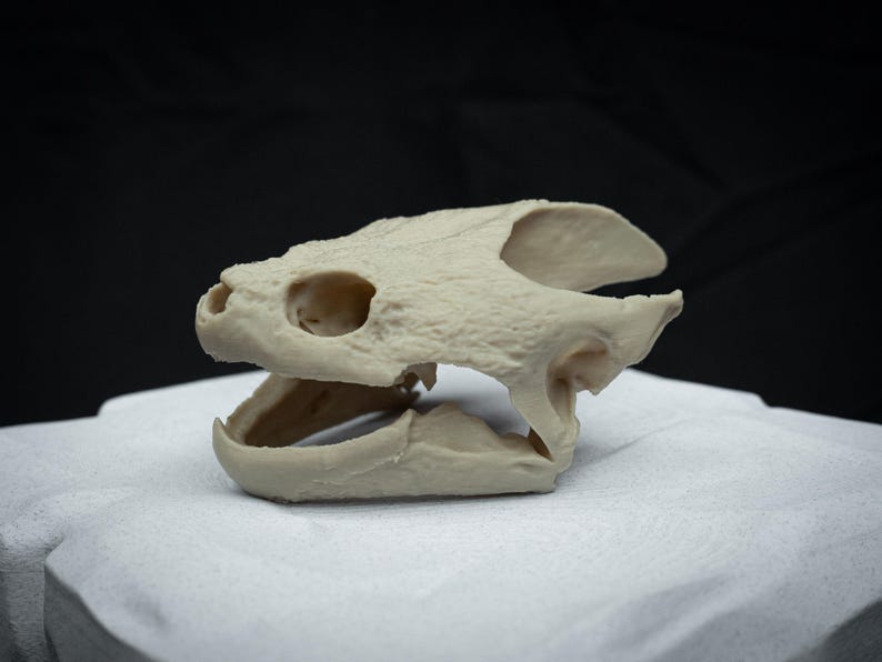 Snapping Turtle Skull Replica – Life Size 3D Printed Bone White ...