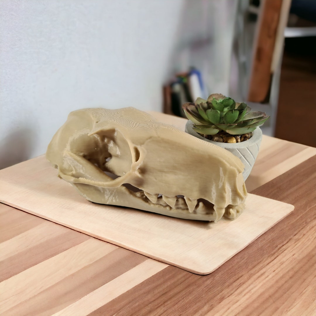 Fruit Bat Skull Life Size 3D Printed Animal Replicas, Ideal Shelf ...