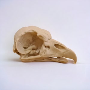 King Vulture Skull Life Size - 3D Printed Animal Replicas, Ideal Shelf ...