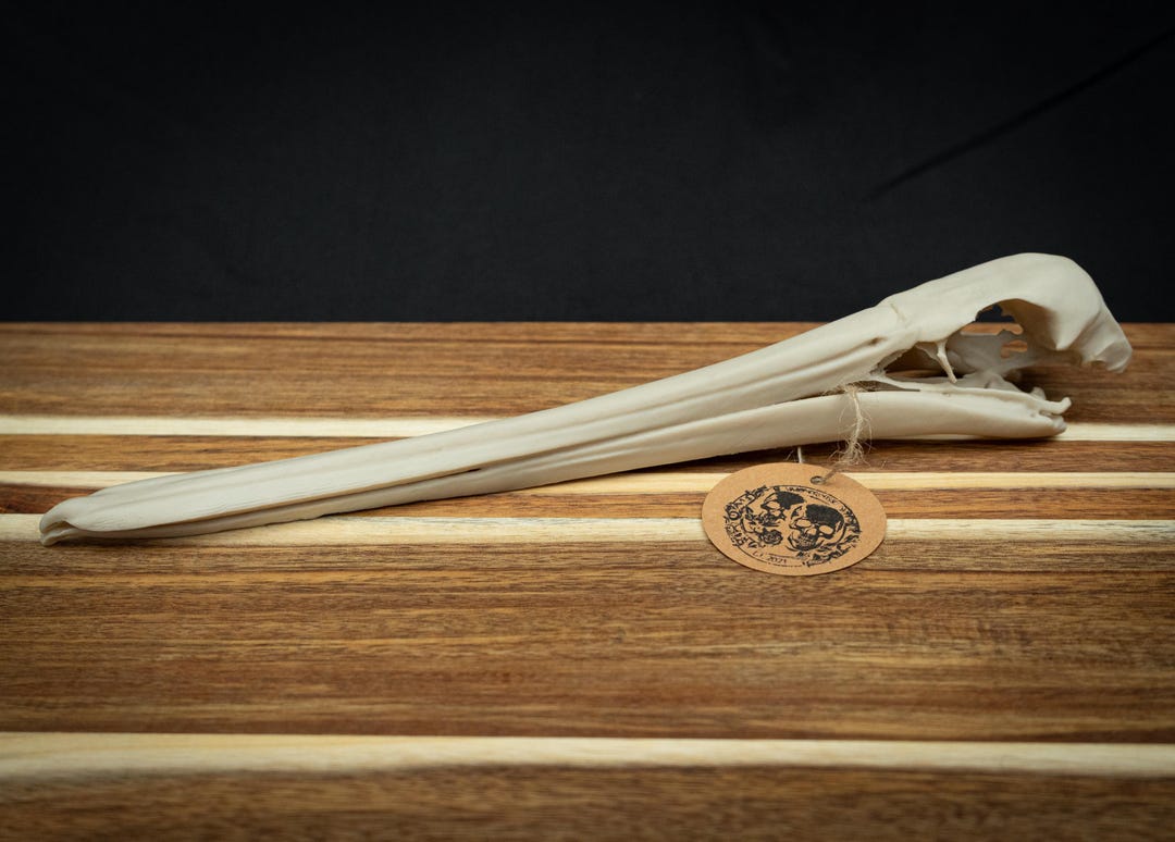 Pelican Skull Replica – Scaled 3D Printed Bone White | Gothic Décor - Etsy