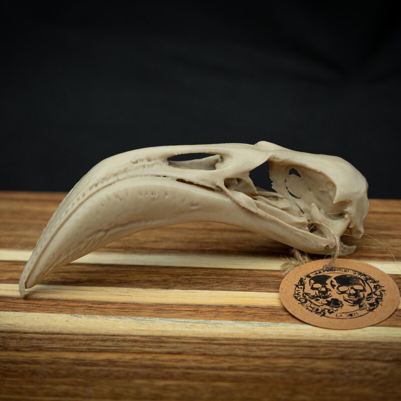 Flamingo Skull - Etsy UK