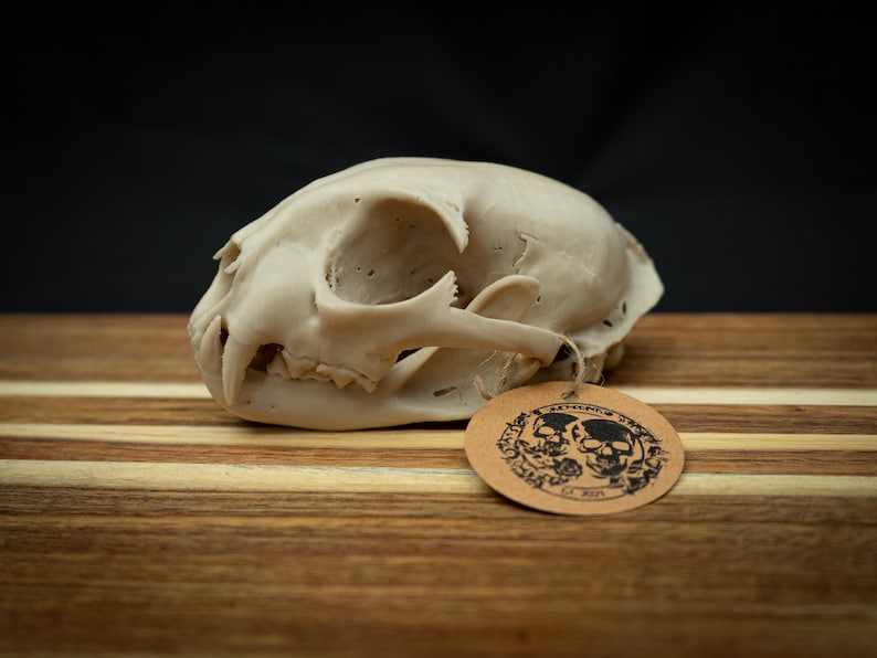 Bobcat Skull Replica – Life Size 3D Printed Bone White | Gothic Décor ...
