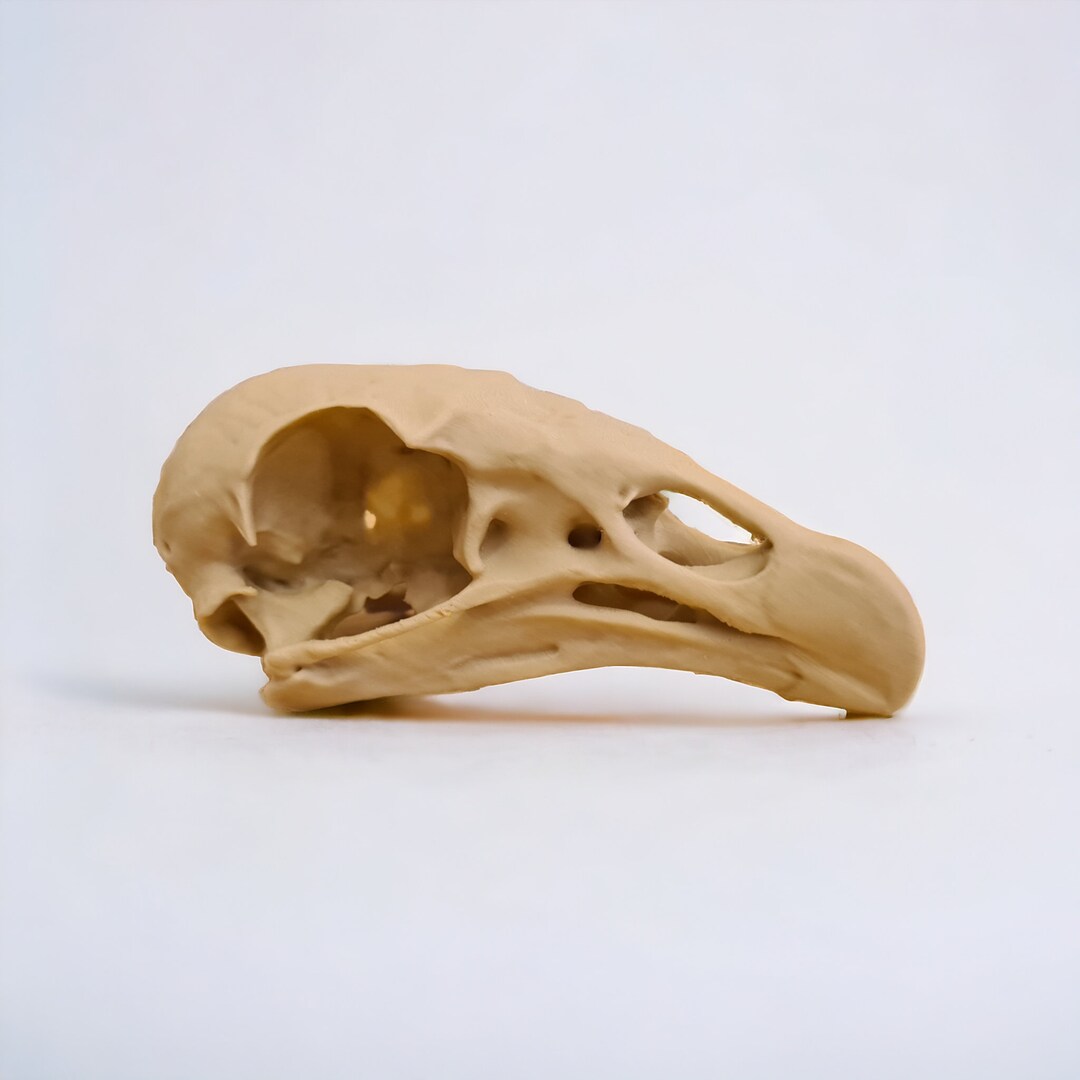 Black Vulture Skull Replica – Life Size 3D Printed Bone White | Gothic ...