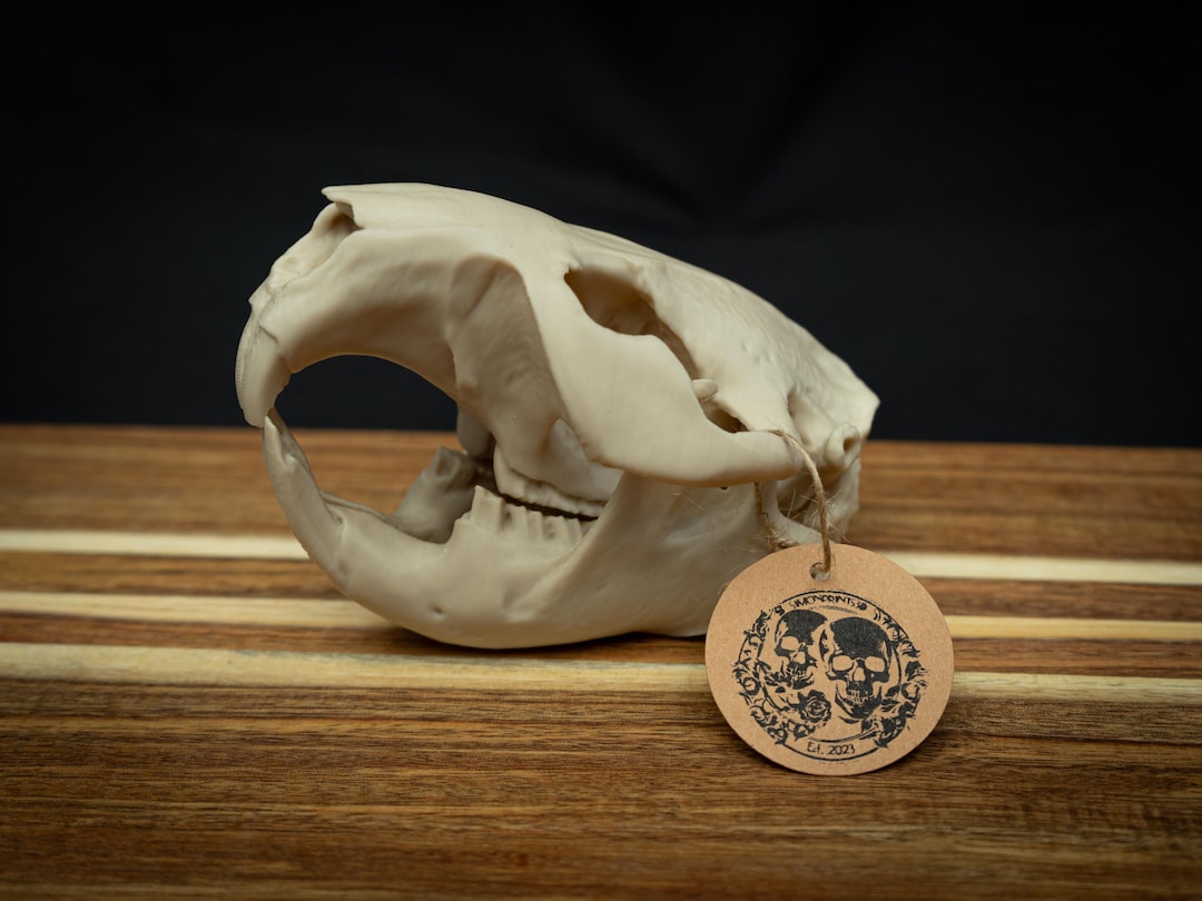 Beaver Skull Replica – Life Size 3D Printed Bone White | Gothic Décor ...