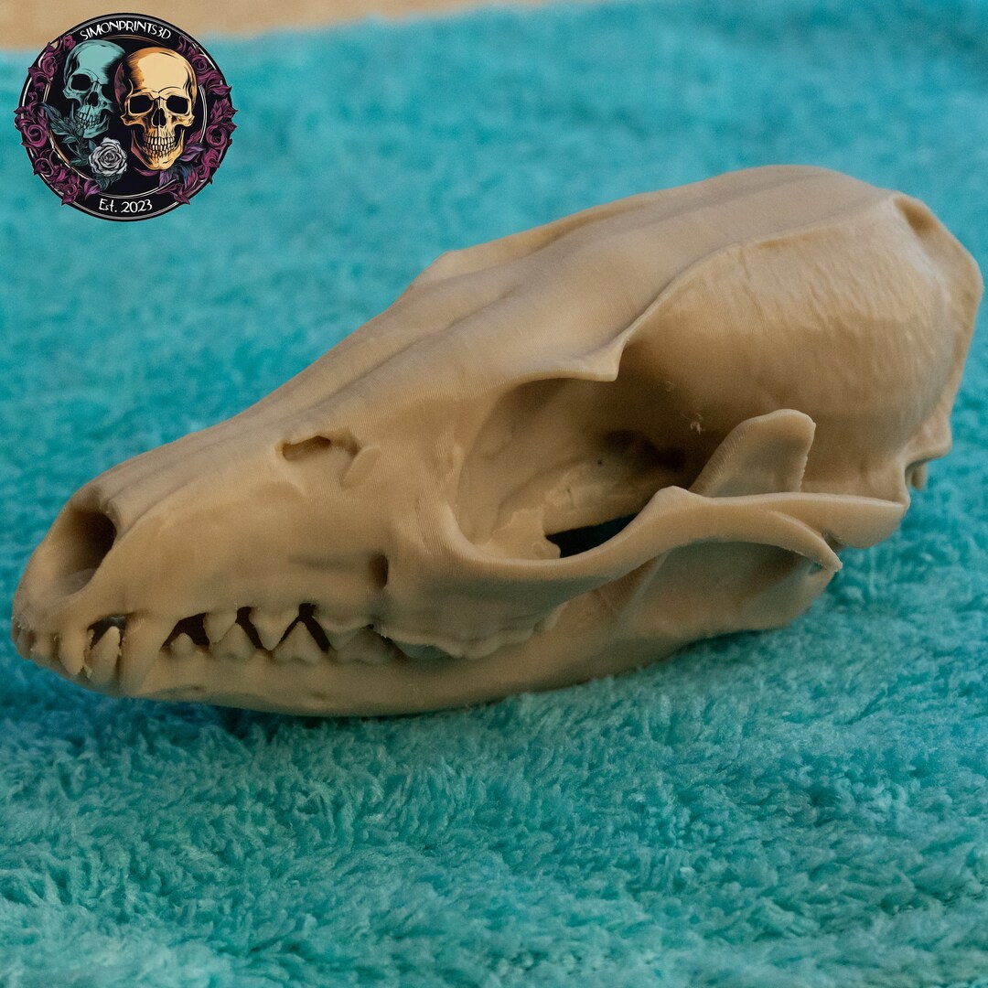 Grey Fox Skull Life Size - 3D Printed Animal Replicas, Ideal Shelf ...