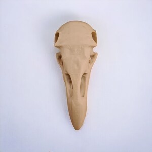 Black Vulture Skull Replica – Life Size 3D Printed Bone White | Gothic ...