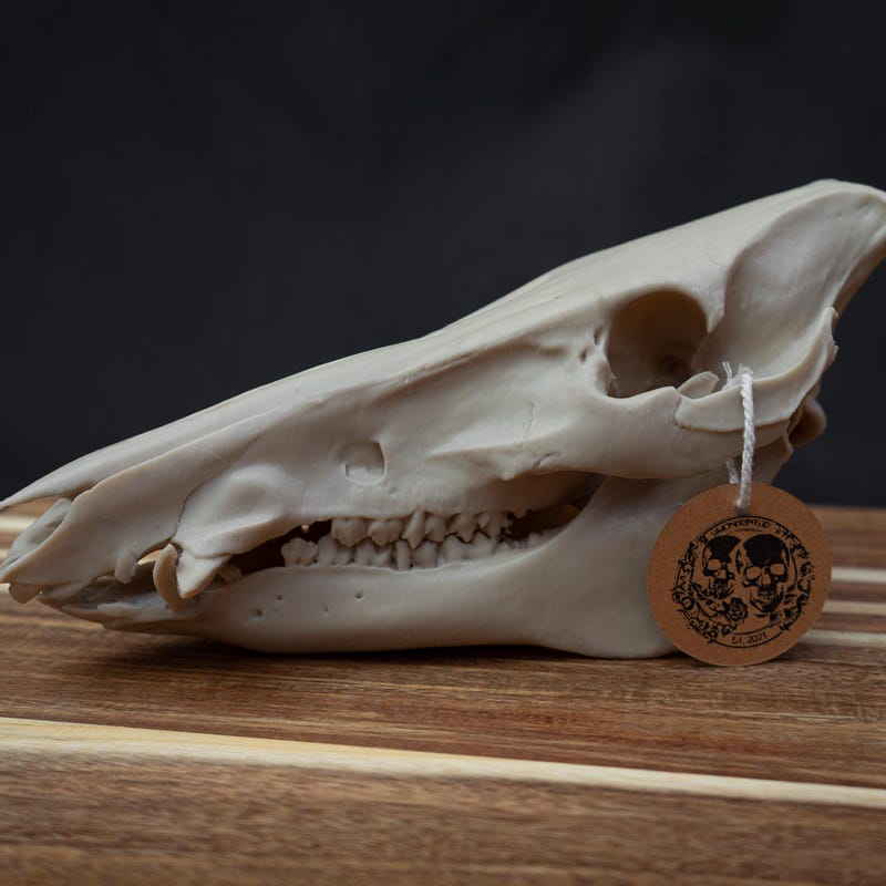Pig Skull - Etsy