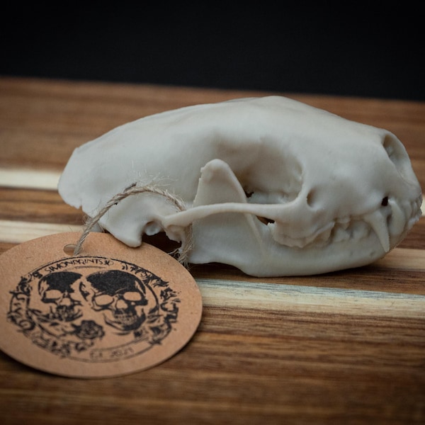 Skunk Skull - Etsy