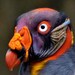 King Vulture Skull Life Size - 3D Printed Animal Replicas, Ideal Shelf ...
